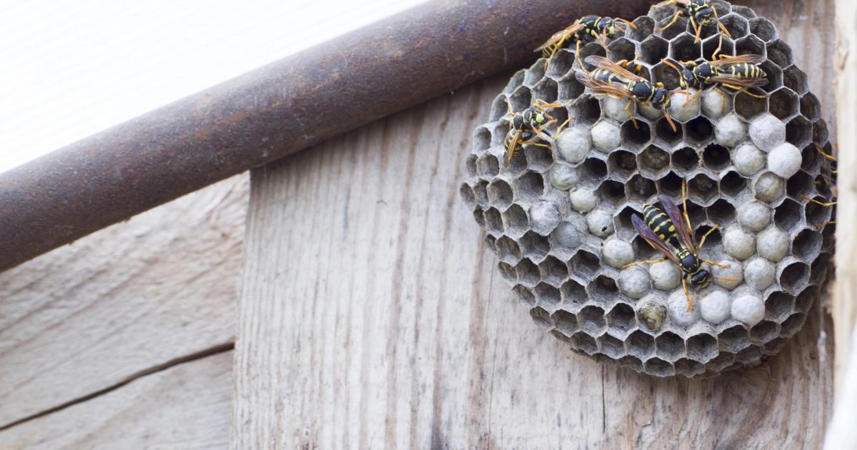 Wasp Pest Control Christchurch | Get Rid of Wasps